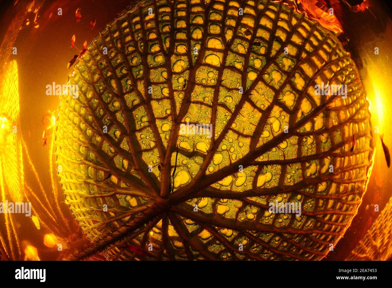 Floating water-lily leaf captured from underneath underwater Stock ...