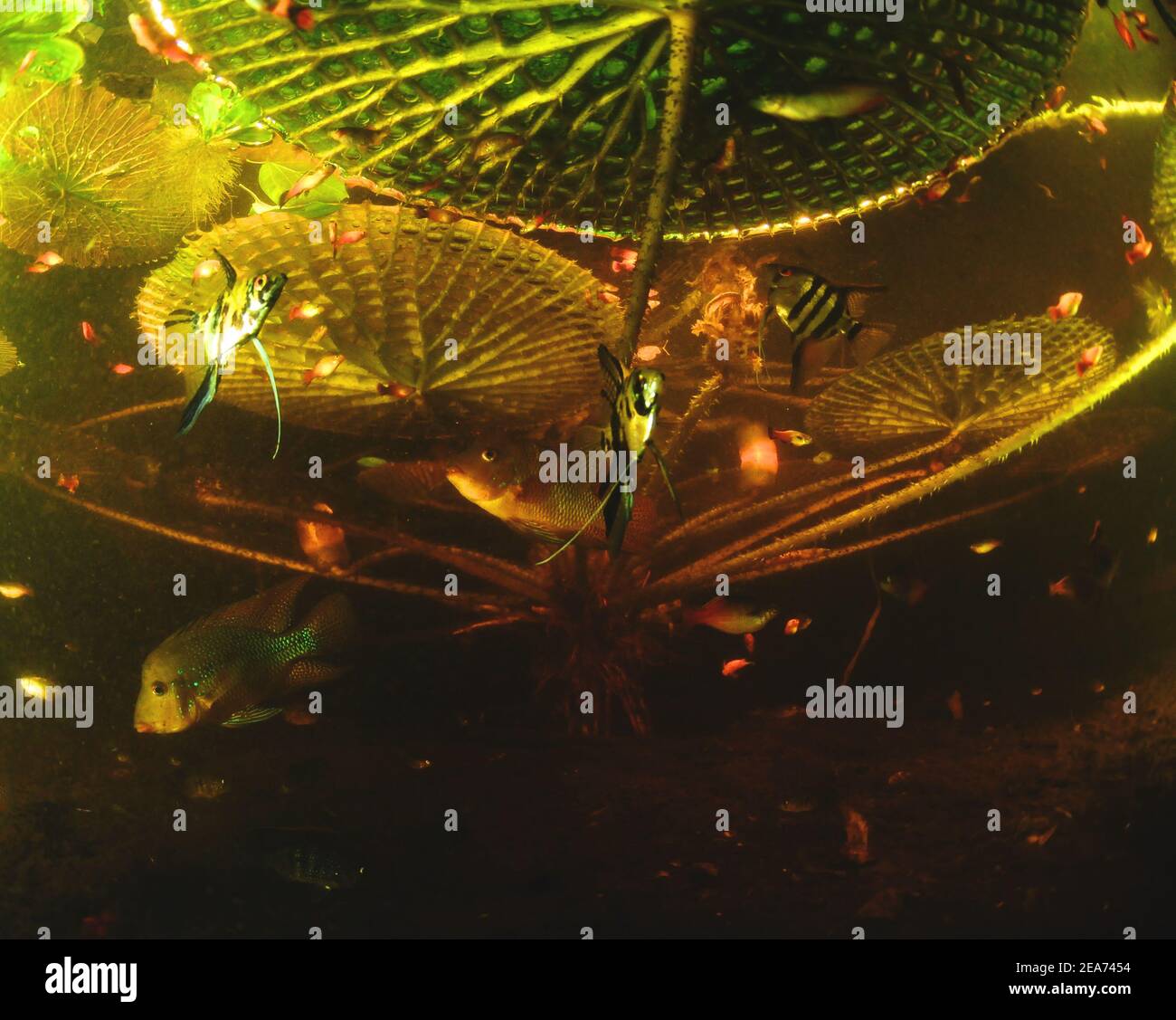 Floating water-lily leaf captured from underneath underwater Stock ...