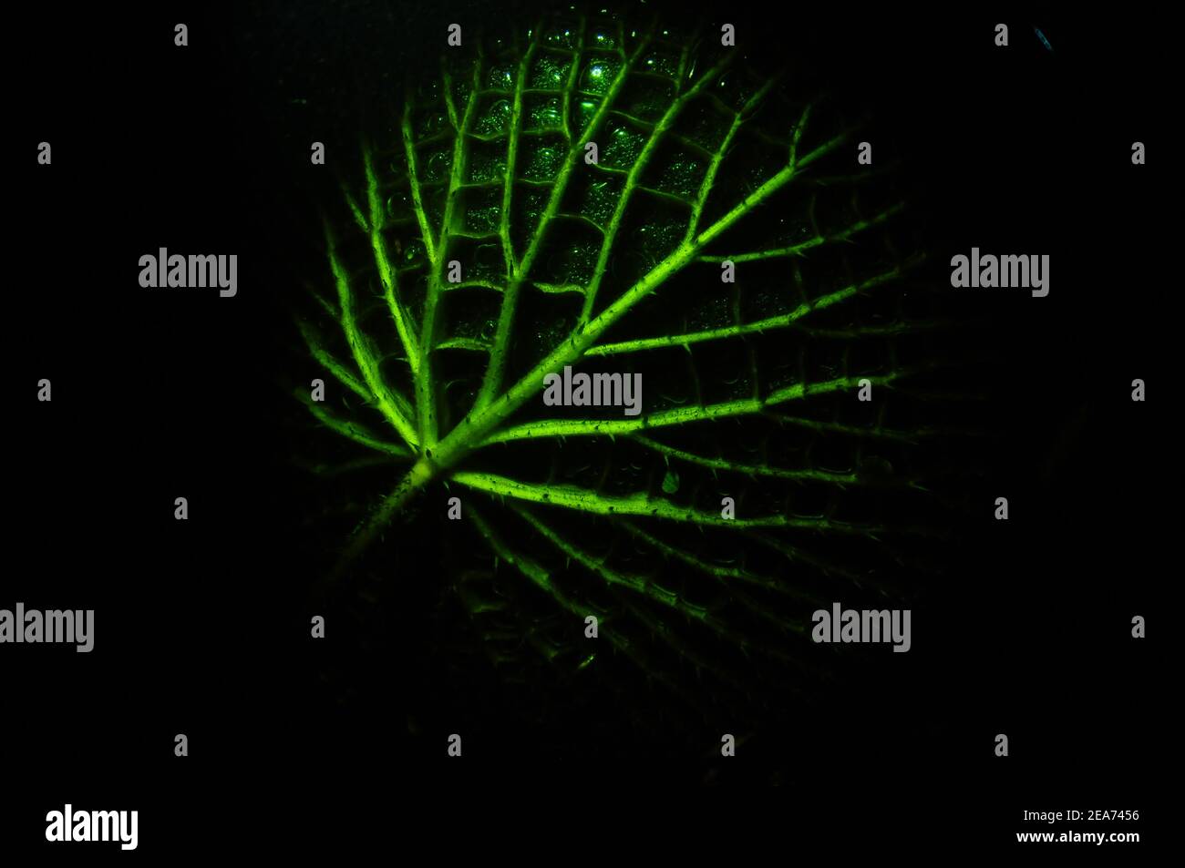 Floating water-lily leaf captured from underneath underwater Stock ...