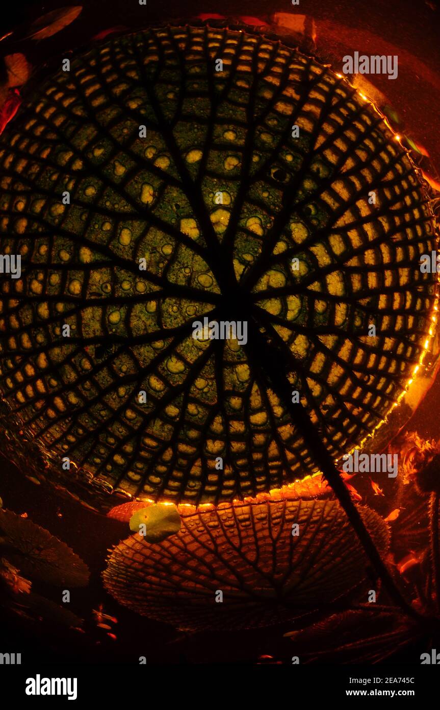 Vertical shot ofloating water-lily leaf captured from underneath ...