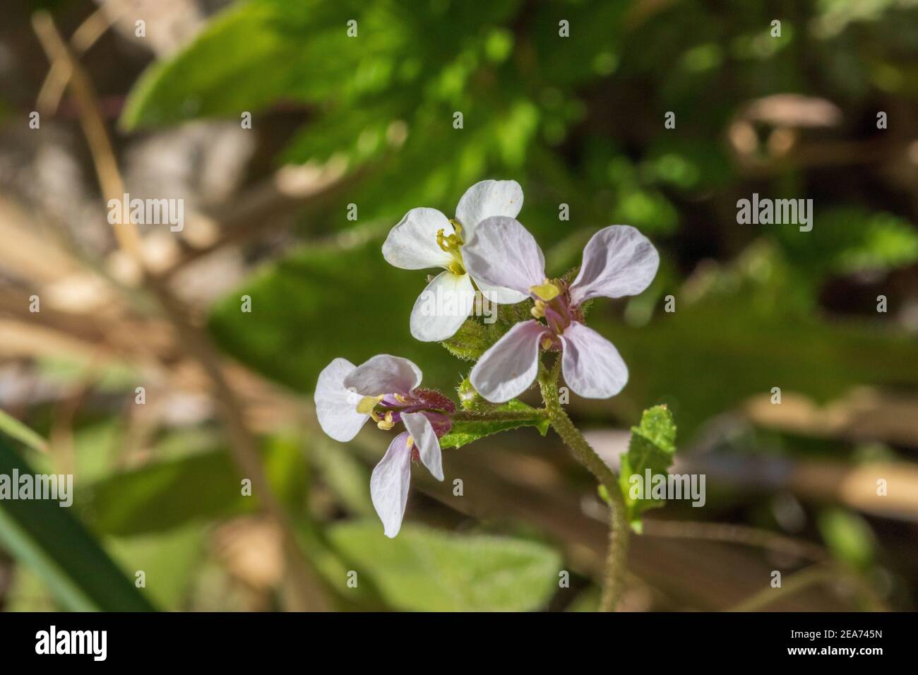 White wallrocket hi-res stock photography and images - Alamy