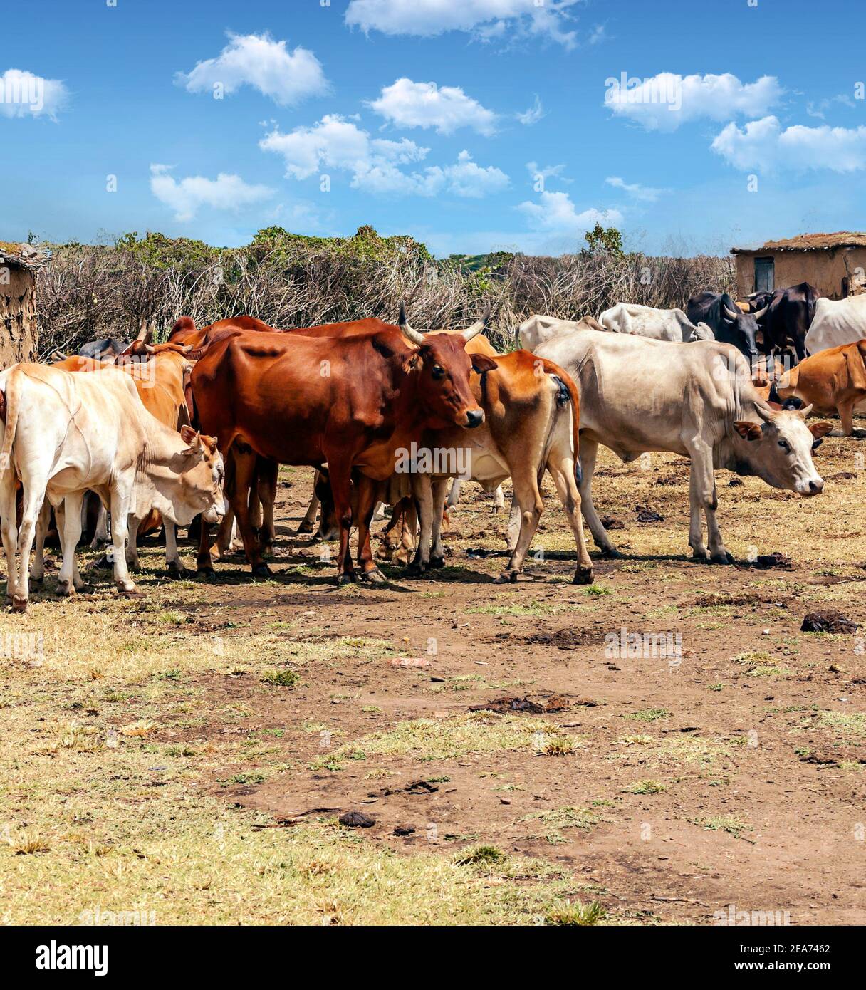 Masai herding cattle kenya hi-res stock photography and images - Alamy