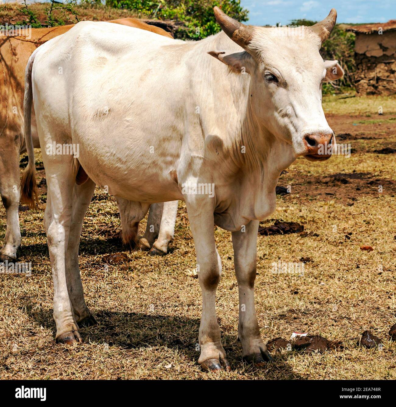 Masai Herding Cattle Kenya High Resolution Stock Photography and Images ...