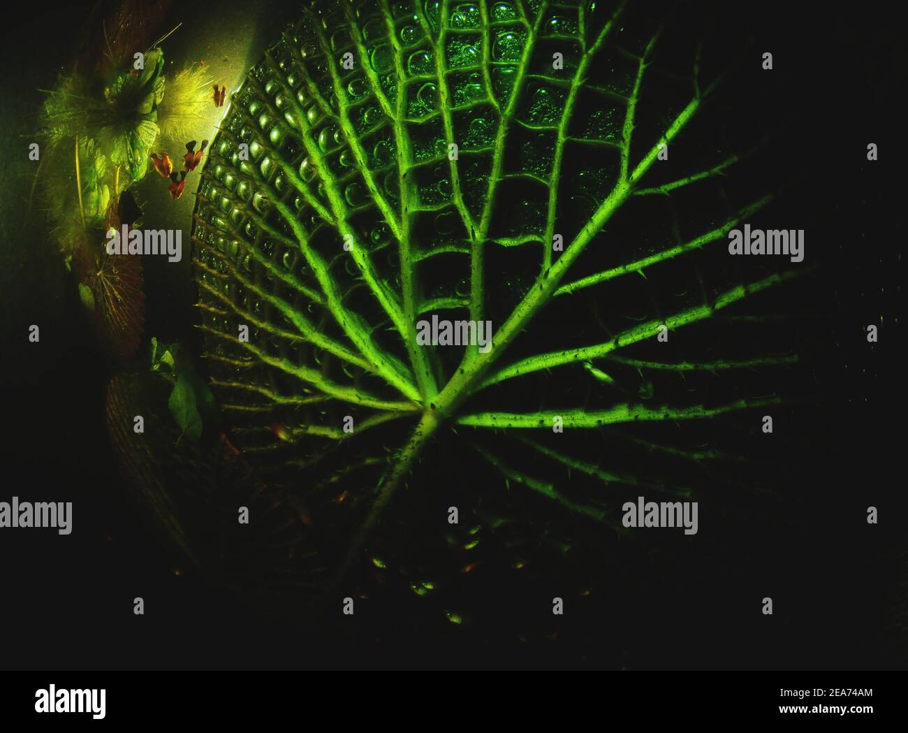 Floating water-lily leaf captured from underneath underwater Stock ...