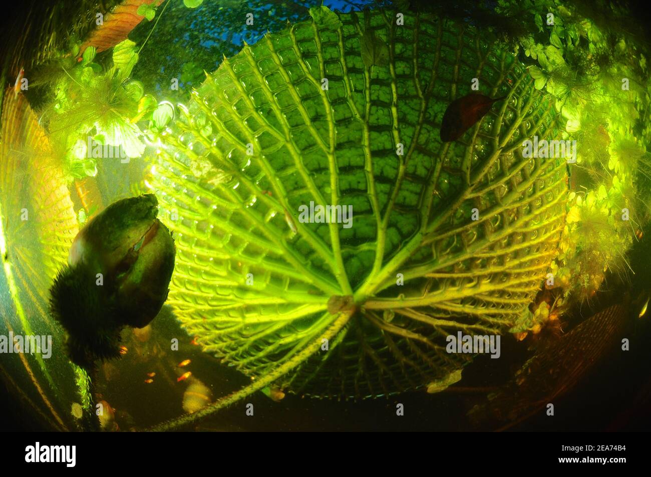 Floating water-lily leaf captured from underneath underwater Stock ...