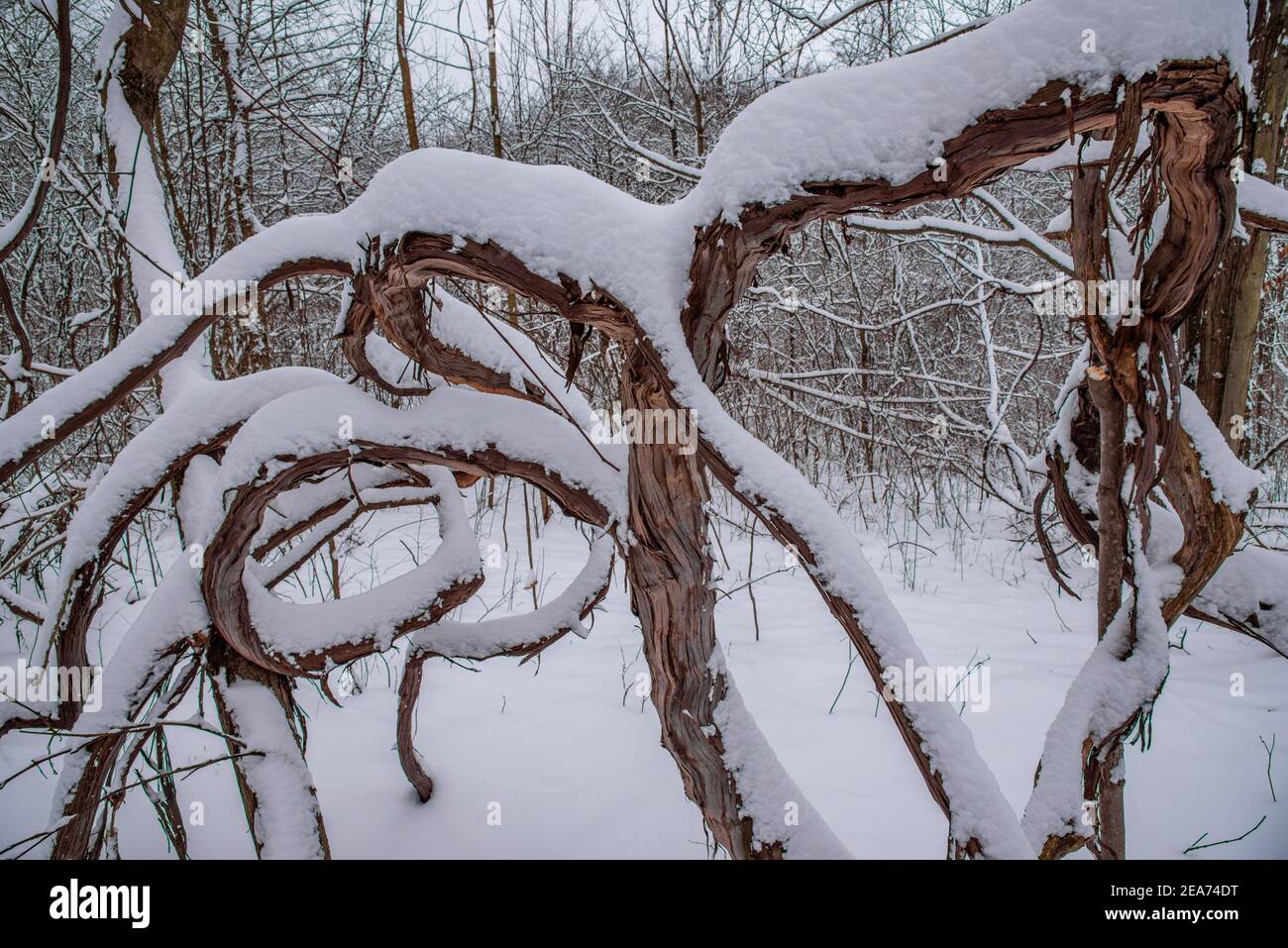 gnarly old wild grape vine in a coat of snow Stock Photo - Alamy