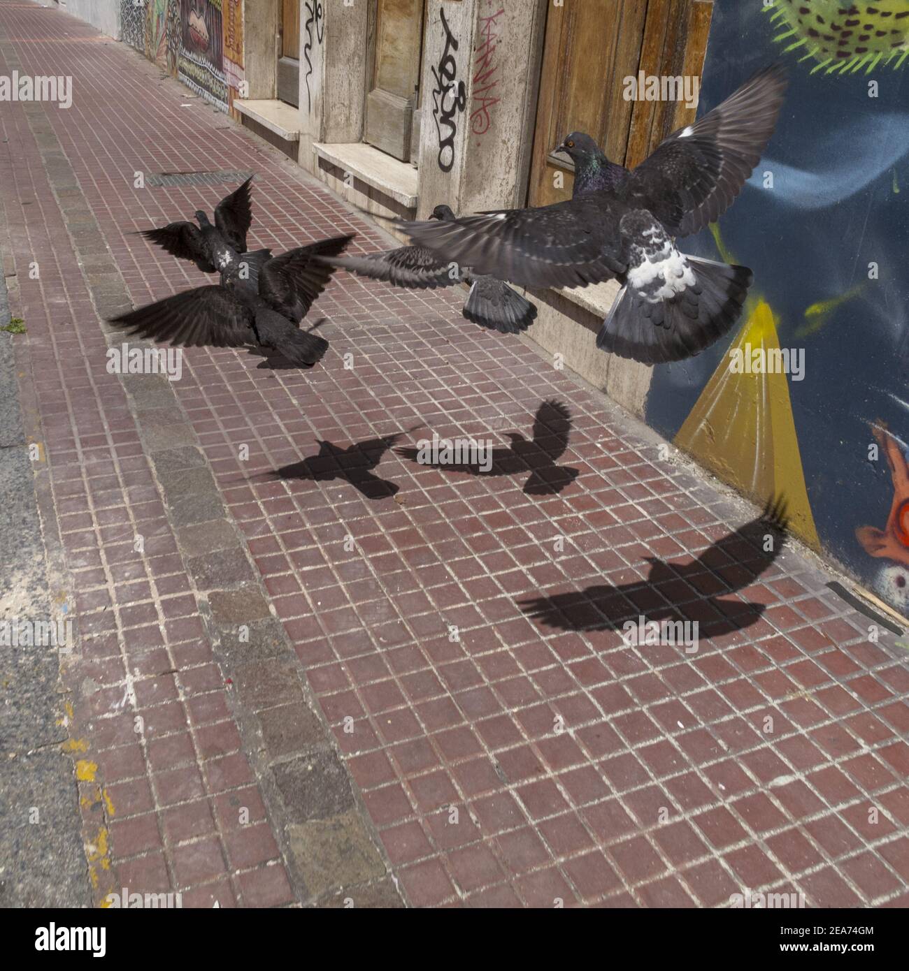 Birds casting shadow hi-res stock photography and images - Alamy