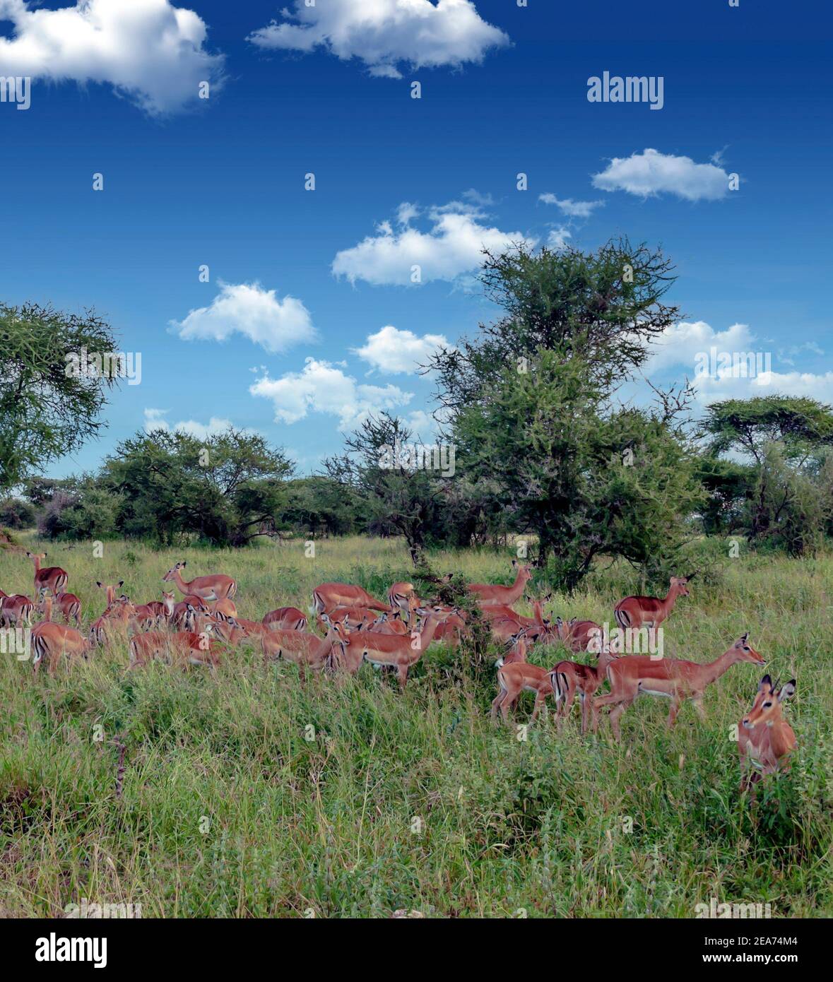 Antelopes in the meadows of Kenya in a cloudy day Stock Photo - Alamy