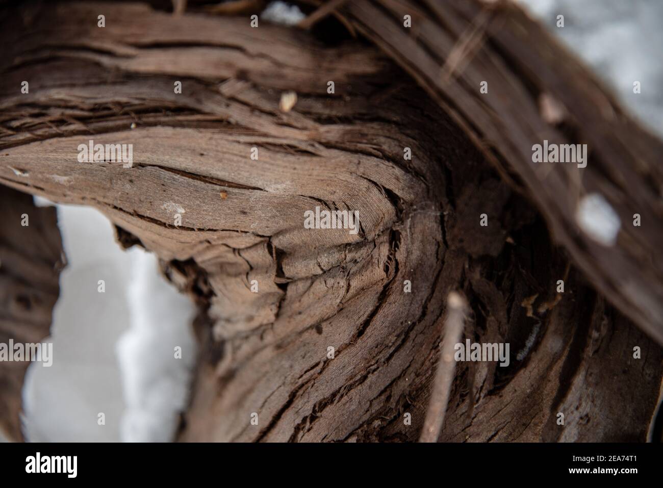 old shaggy grape vine bark Stock Photo - Alamy