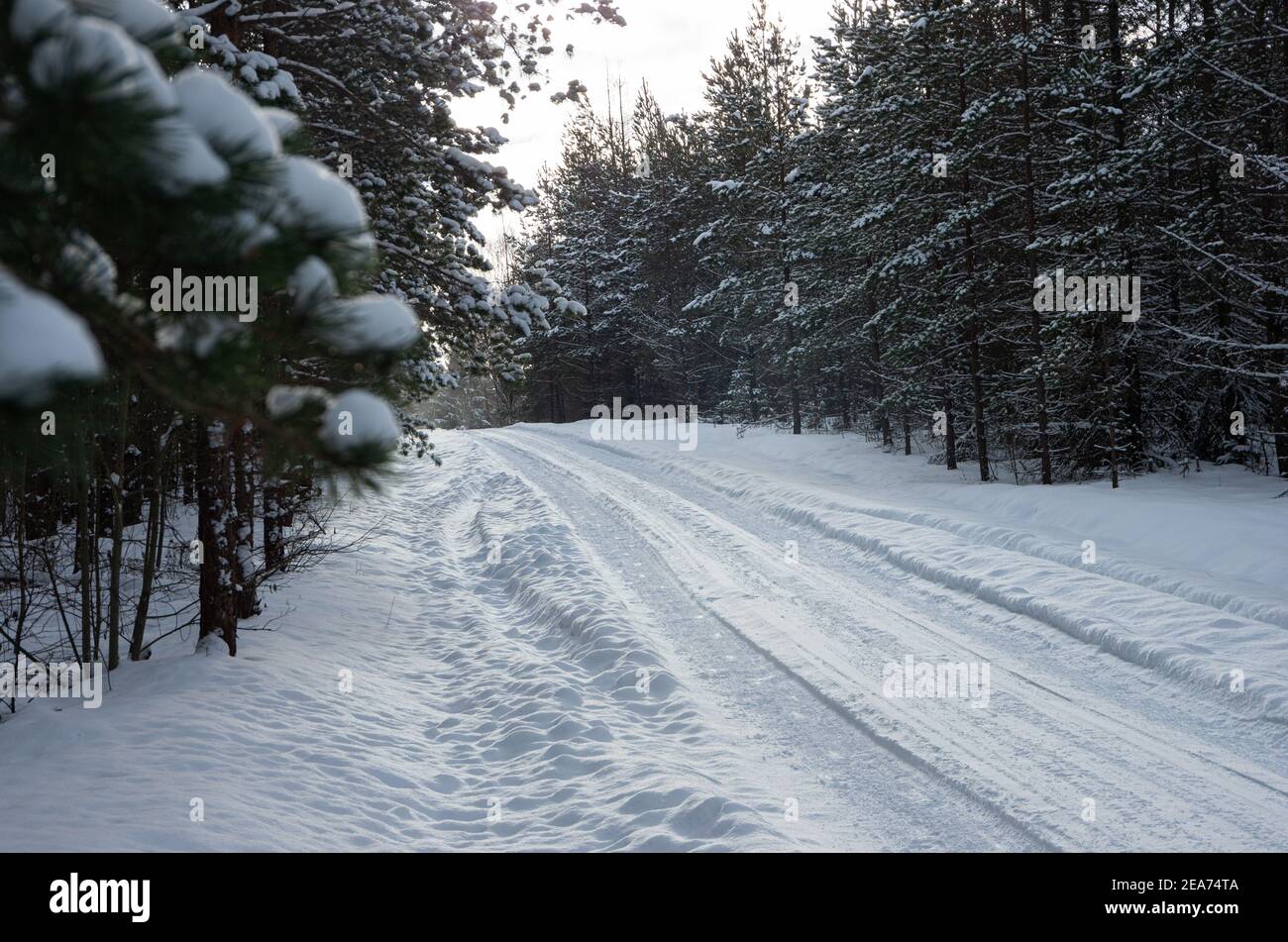 Winter with a lot of snow, forest with a road, white Stock Photo - Alamy