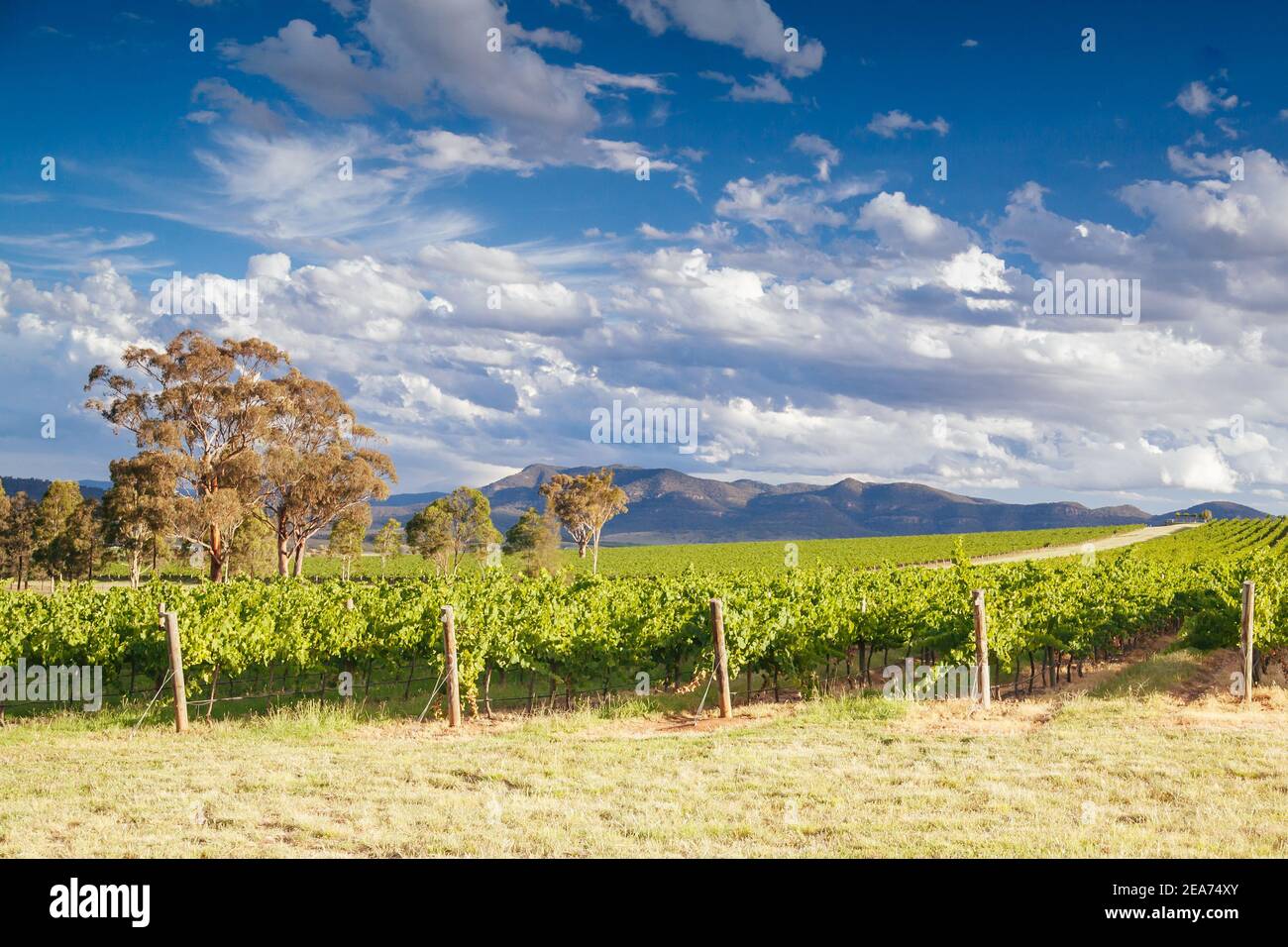Australia hunter valley vineyard hi-res stock photography and images ...