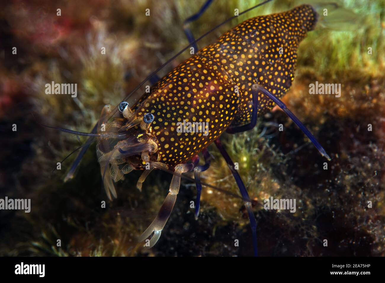 Spotted Bumblebee Shrimp Stock Photo - Alamy