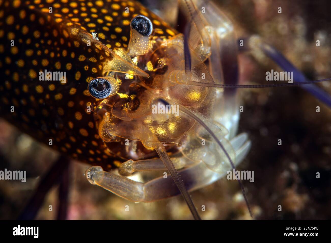 Spotted Bumblebee Shrimp Stock Photo - Alamy