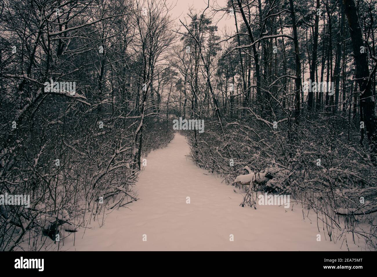 Exploring a snowy trail hi-res stock photography and images - Alamy