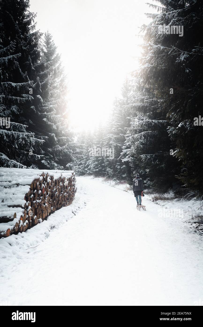 Vertical shot of a lonely female pulling a sled in a park with fir ...