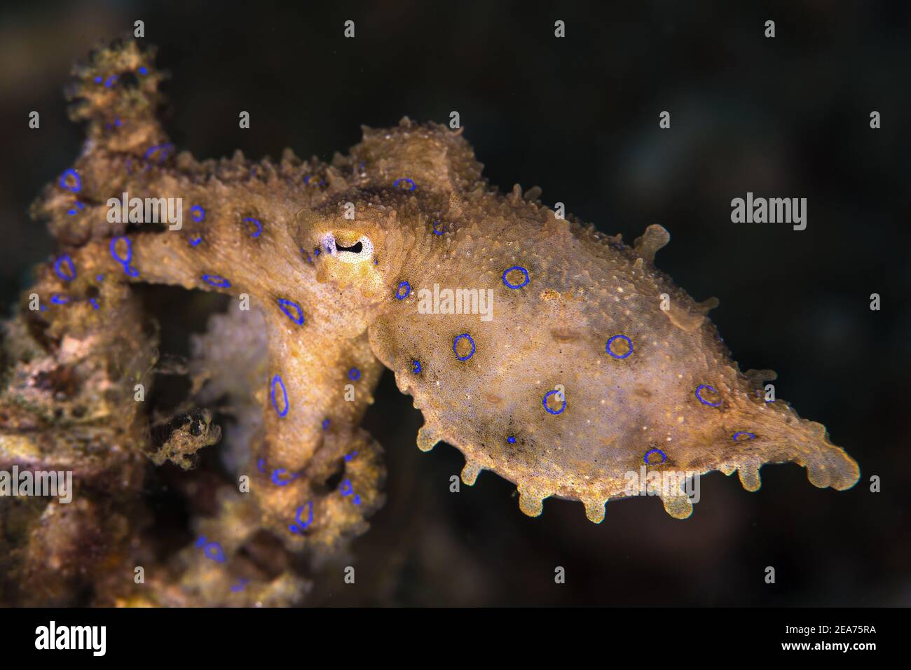 The Deadly Blue Ringed Octopus Stock Photo - Alamy