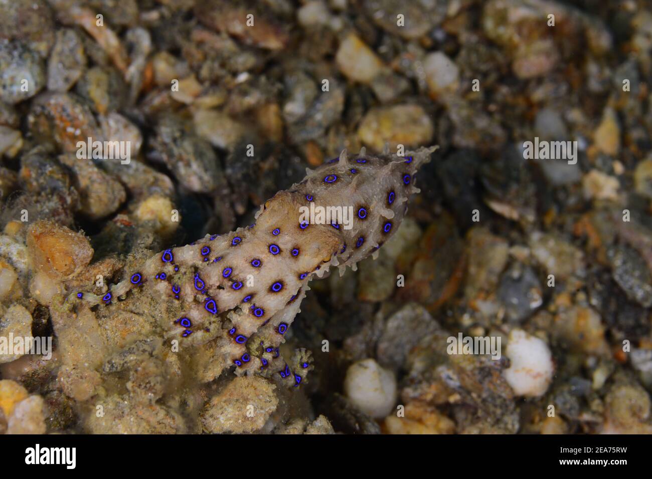 The Deadly Blue Ringed Octopus Stock Photo - Alamy