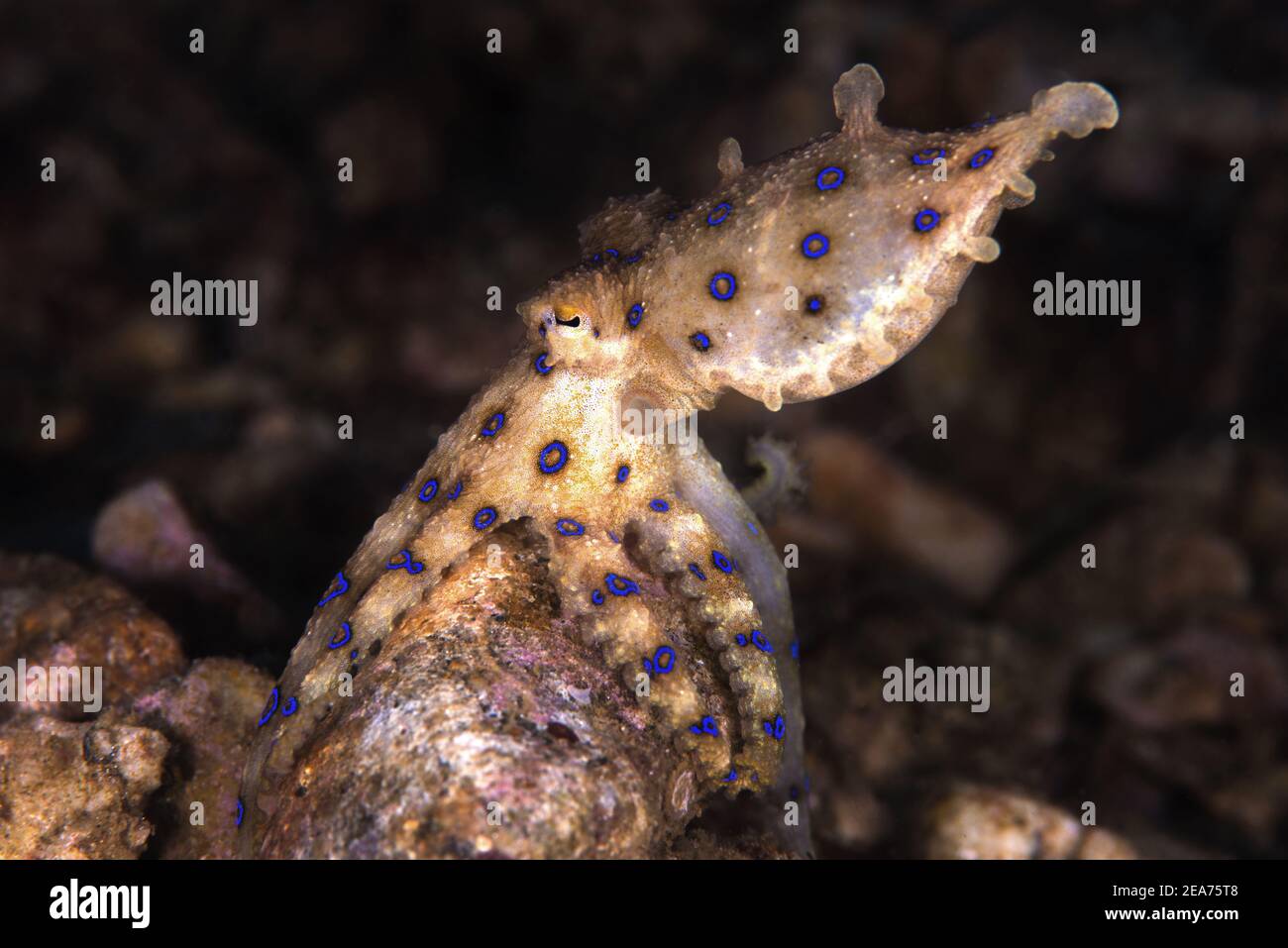 The Deadly Blue Ringed Octopus Stock Photo - Alamy
