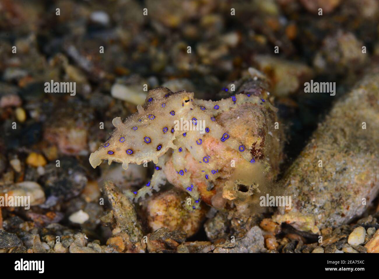 The Deadly Blue Ringed Octopus Stock Photo - Alamy