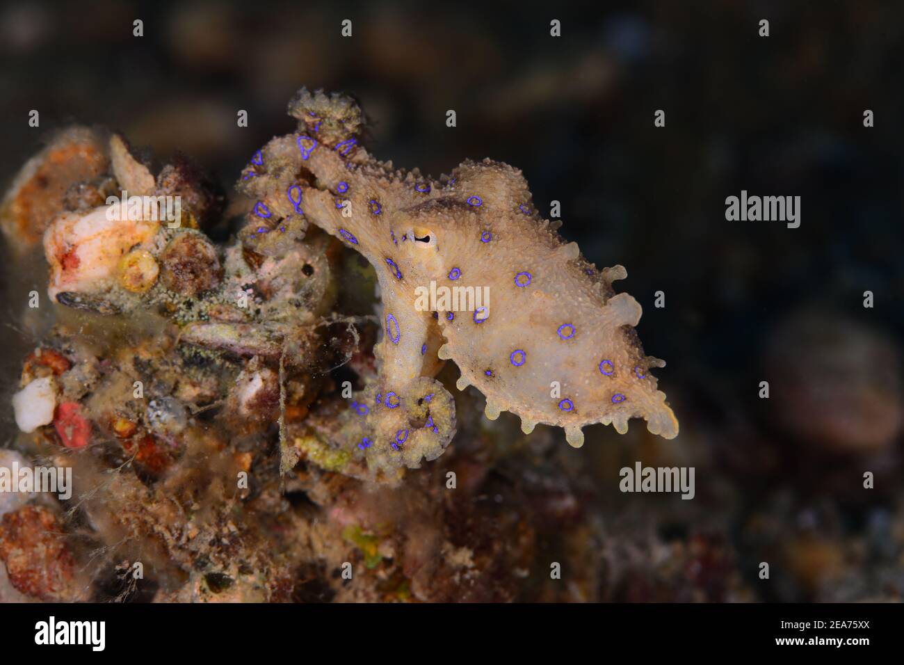 The Deadly Blue Ringed Octopus Stock Photo - Alamy