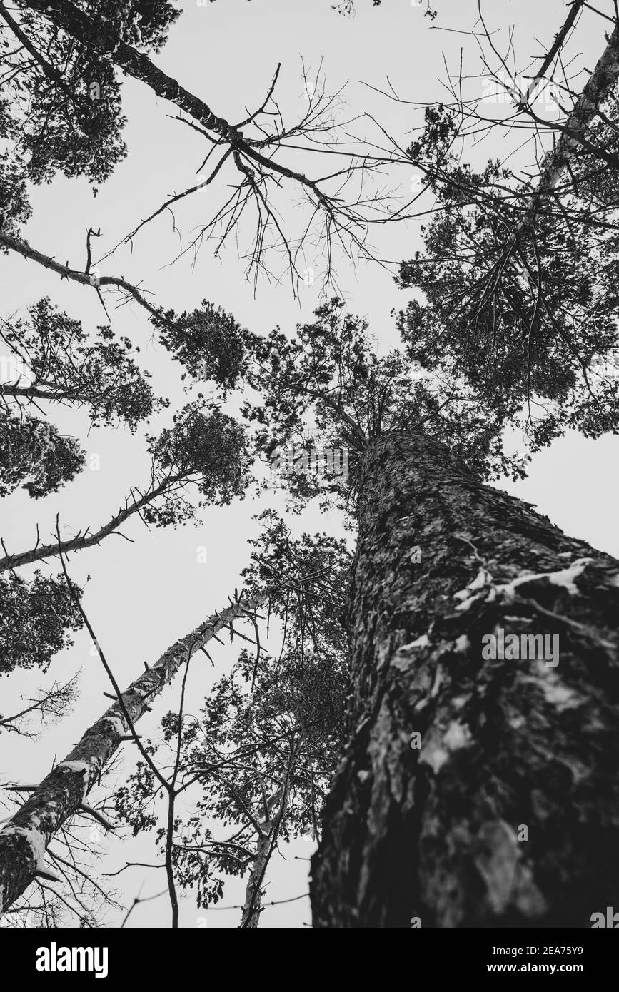 An upside down view of the forest Stock Photo - Alamy