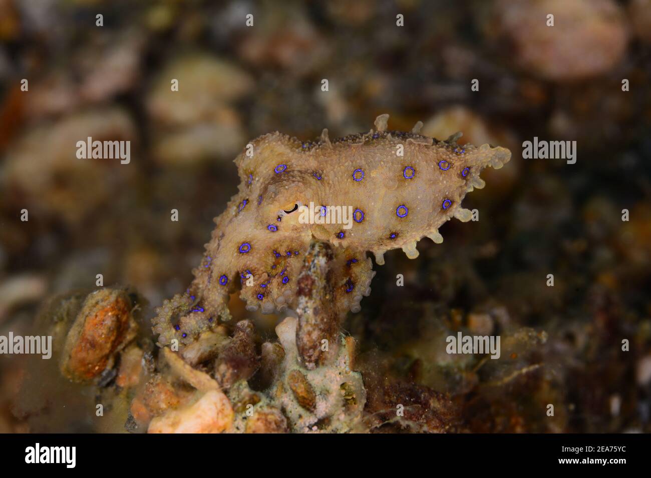The Deadly Blue Ringed Octopus Stock Photo - Alamy