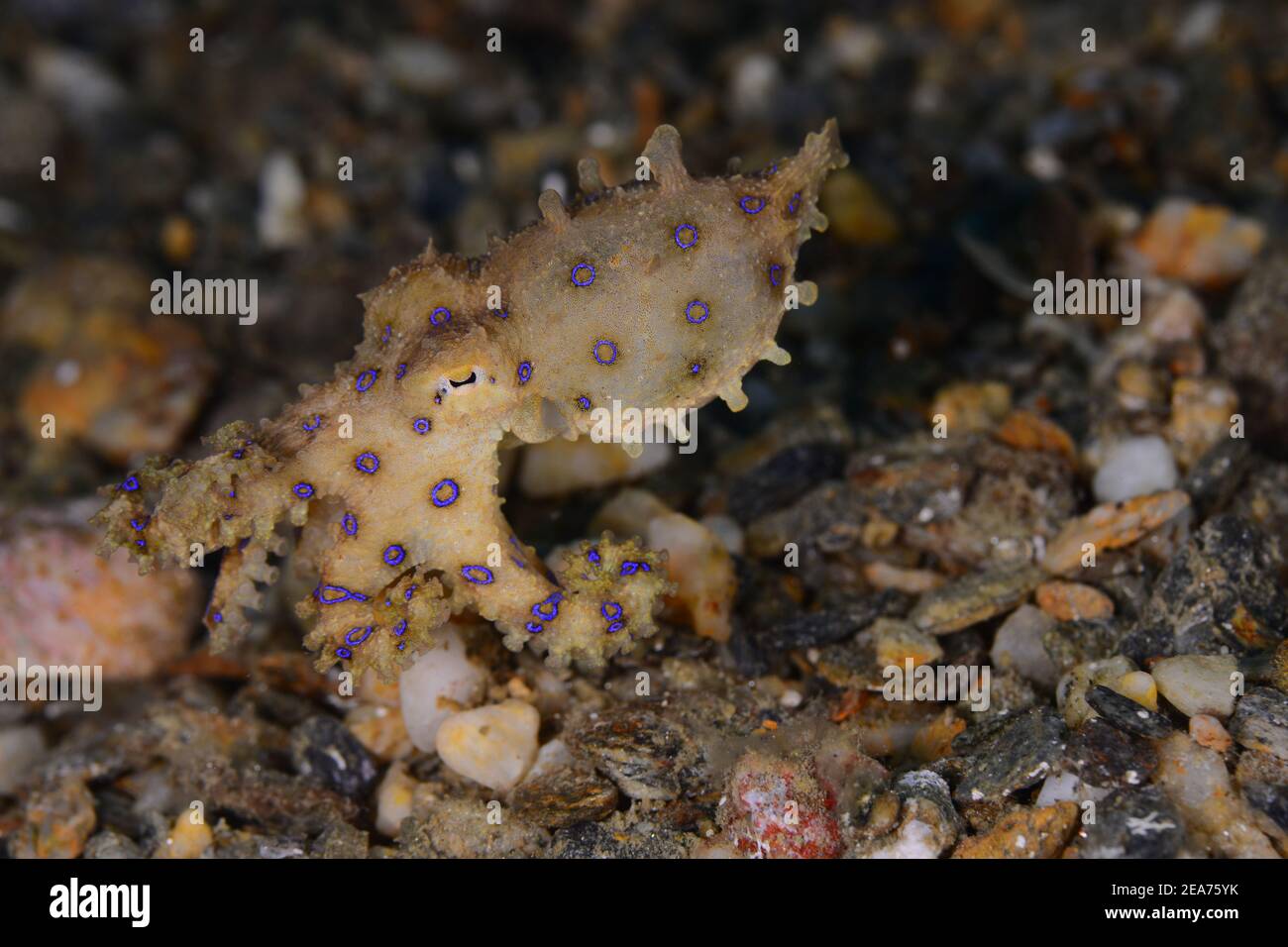 The Deadly Blue Ringed Octopus Stock Photo - Alamy