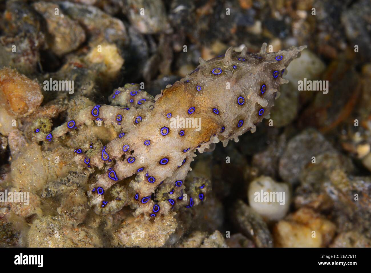 The Deadly Blue Ringed Octopus Stock Photo - Alamy