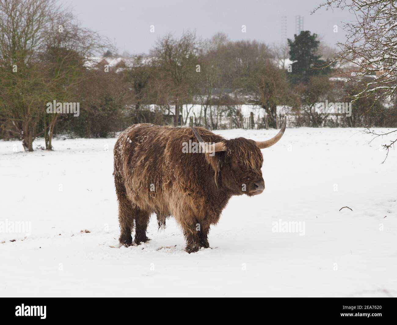 Sheerness, Kent, UK. 8th February, 2021. UK Weather: a small group of ...