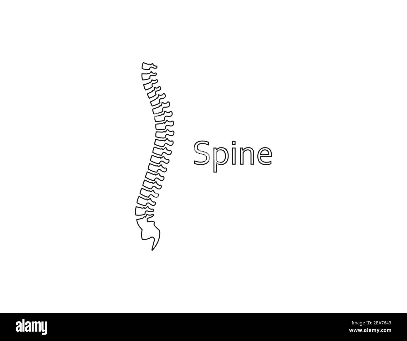 Vector illustration. Human spine, natomy backbone icon Stock Vector ...