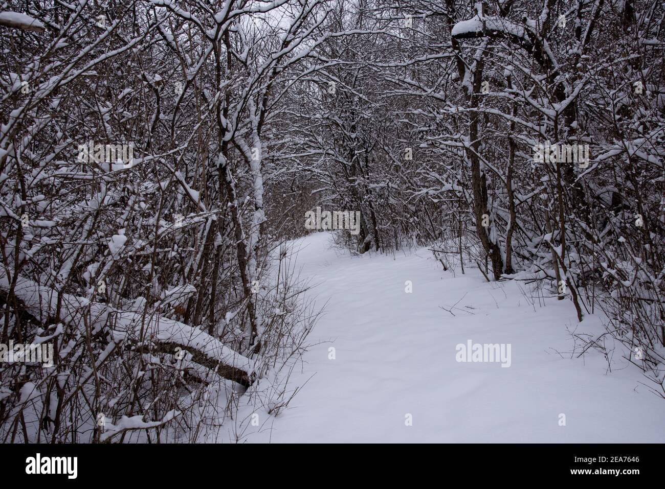 sloped trail in a maze of shrubs Stock Photo - Alamy
