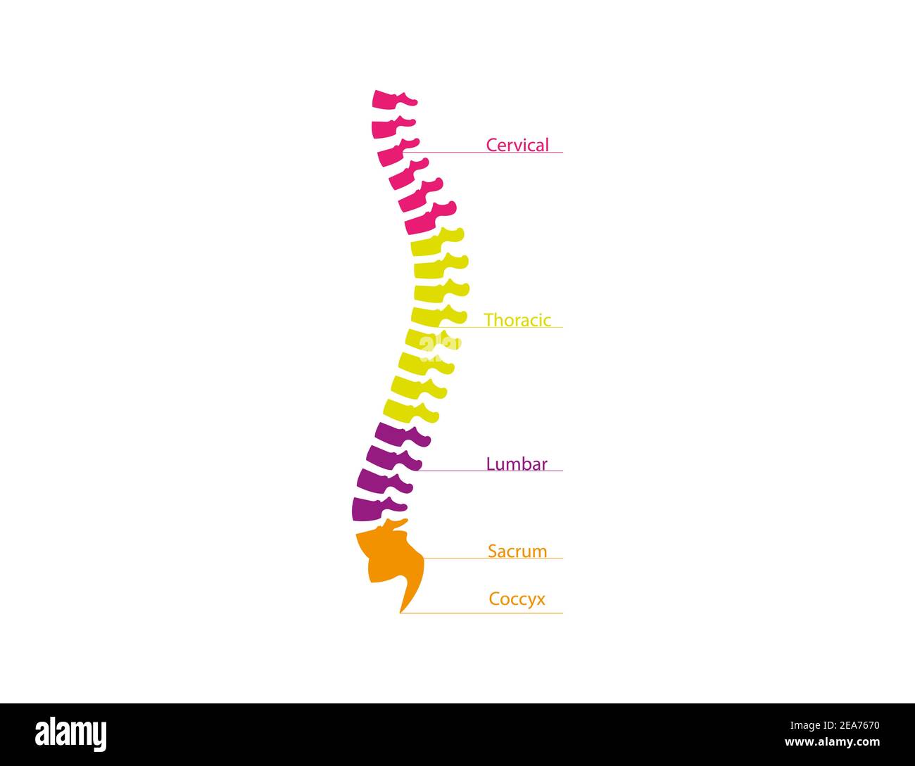 Vector illustration. Human spine, natomy backbone icon Stock Vector ...