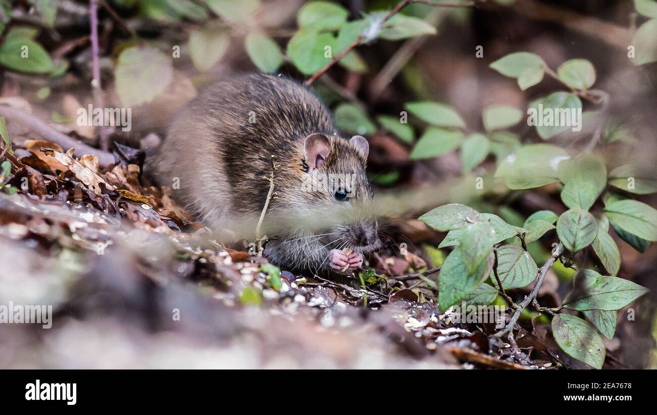 Water rat hi-res stock photography and images - Alamy