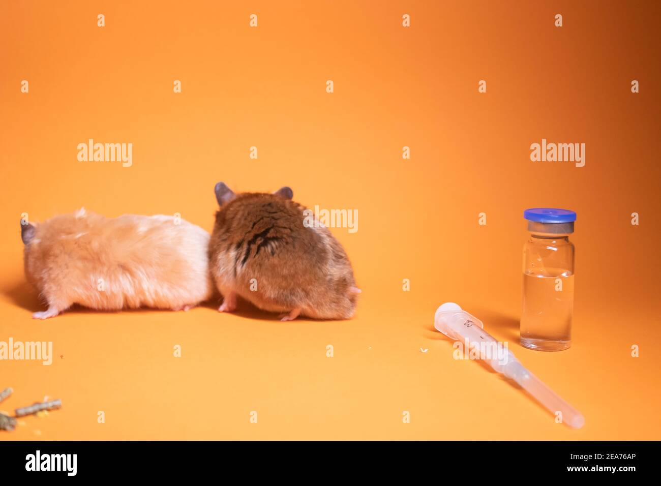 two hamsters-mouse, brown and beige, near medical syringe with a needle ...