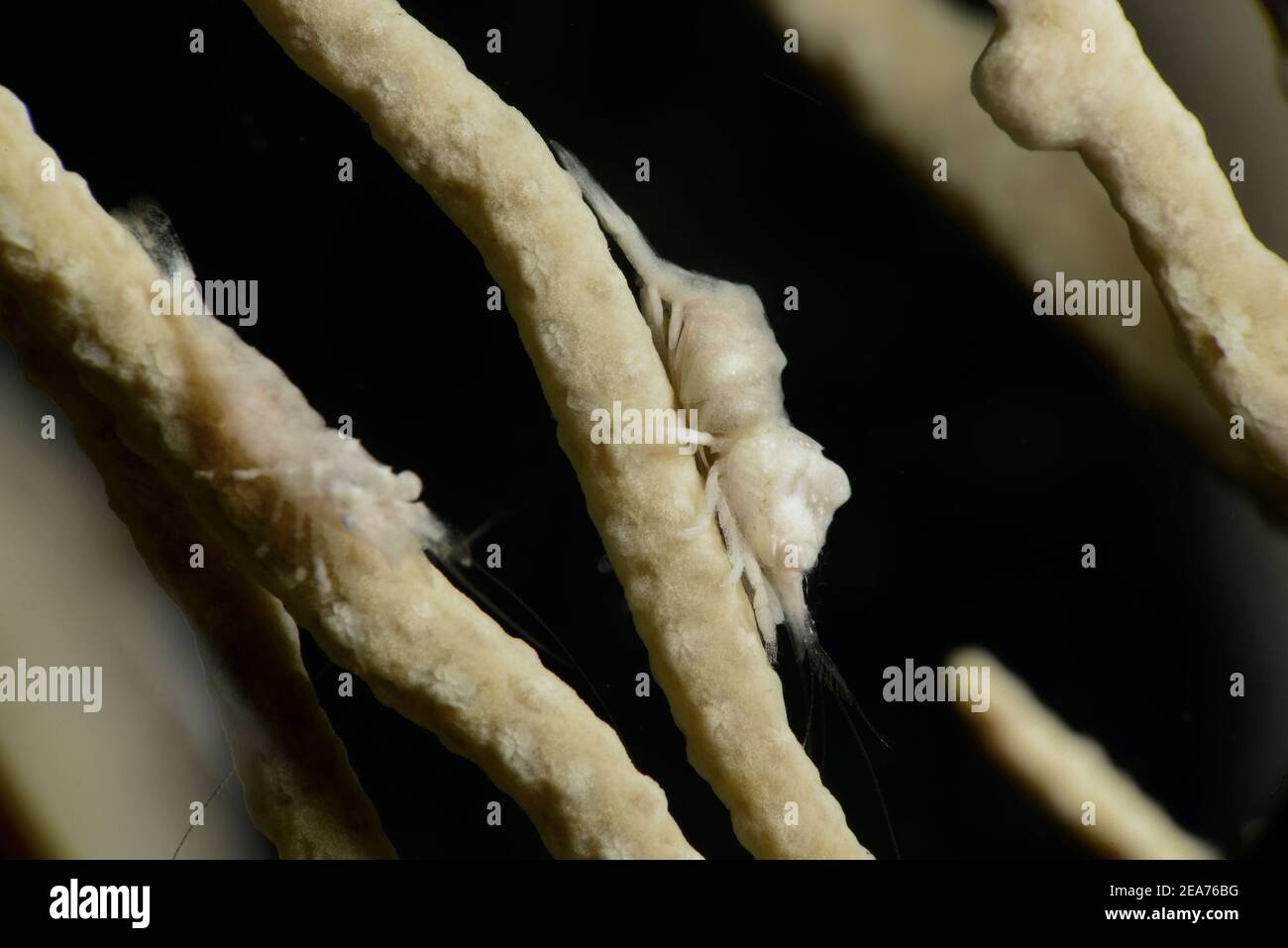 Balssia gasti hi-res stock photography and images - Alamy