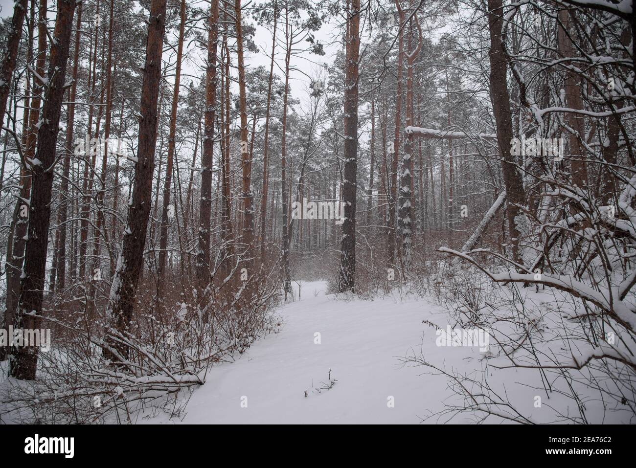 Snow breeze hi-res stock photography and images - Alamy