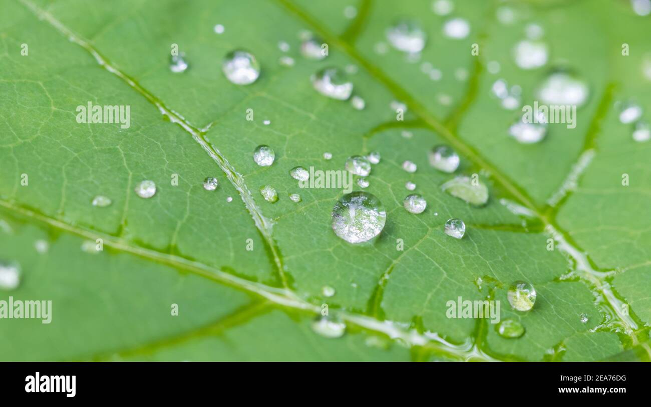 Closeup shot of a leaf texture with water drops Stock Photo - Alamy