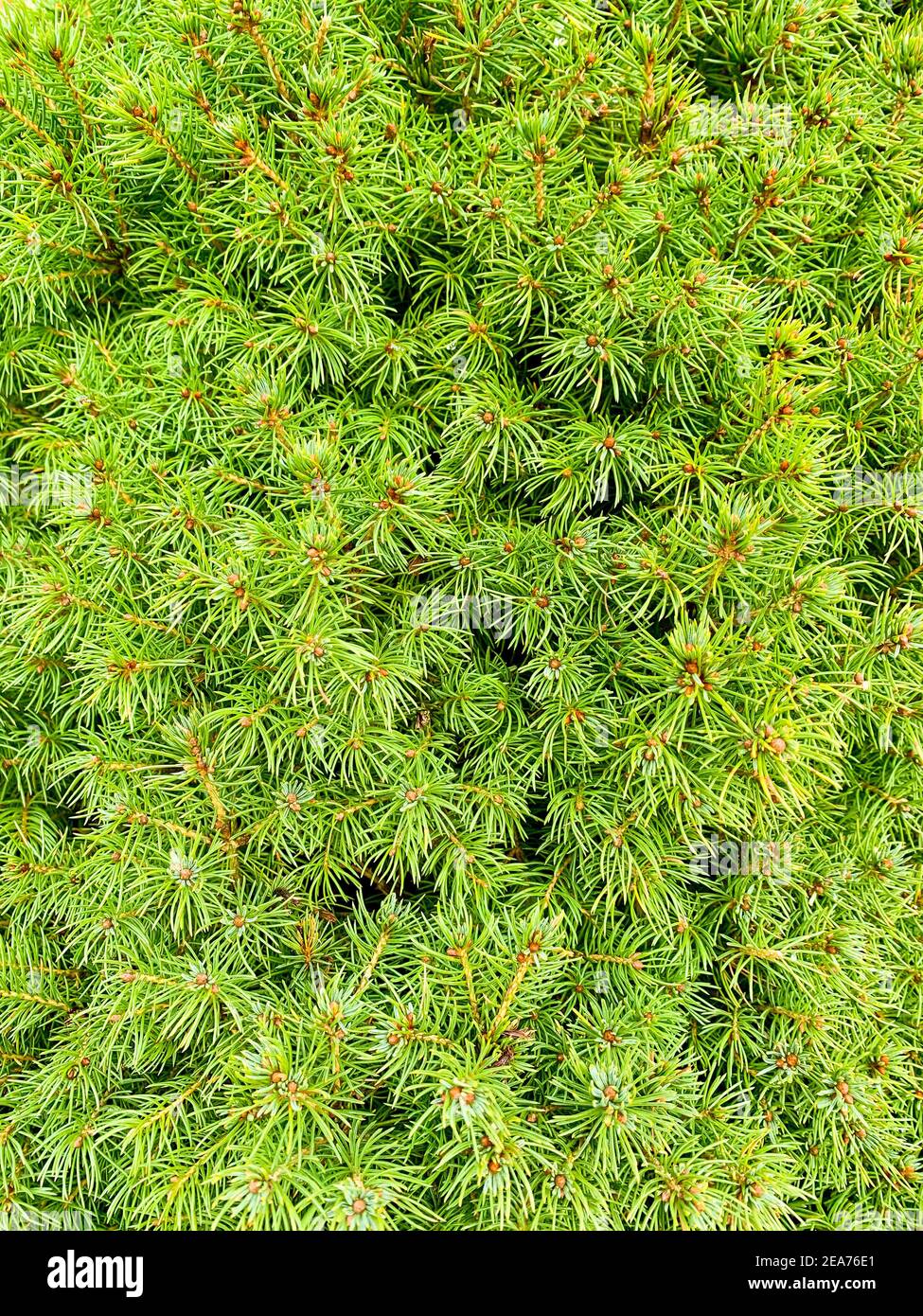 Texture, background from branches of coniferous trees Stock Photo - Alamy