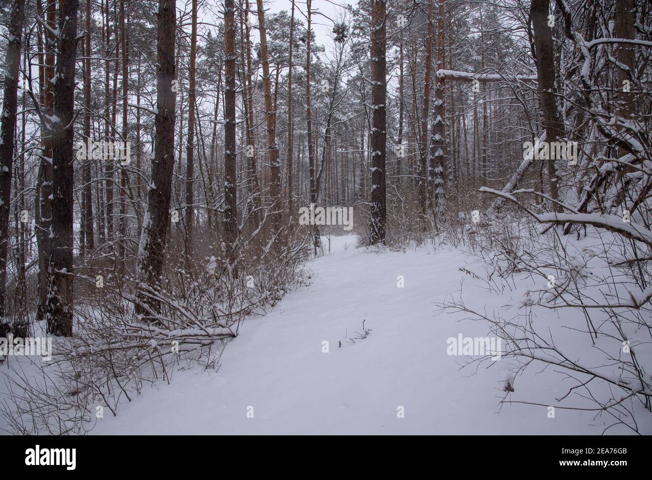 Stand of white pines hi-res stock photography and images - Alamy