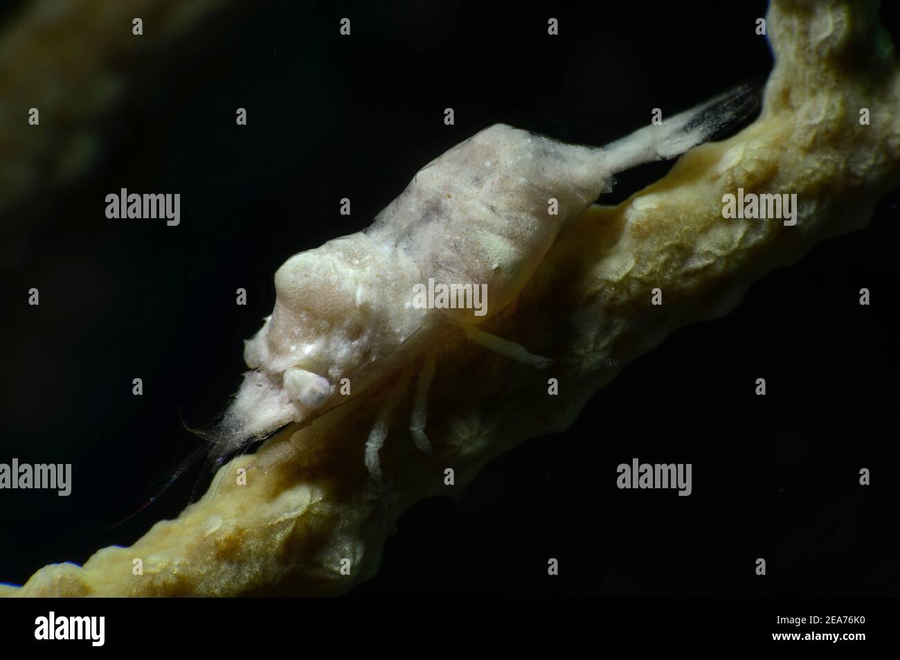 Balssia gasti hi-res stock photography and images - Alamy