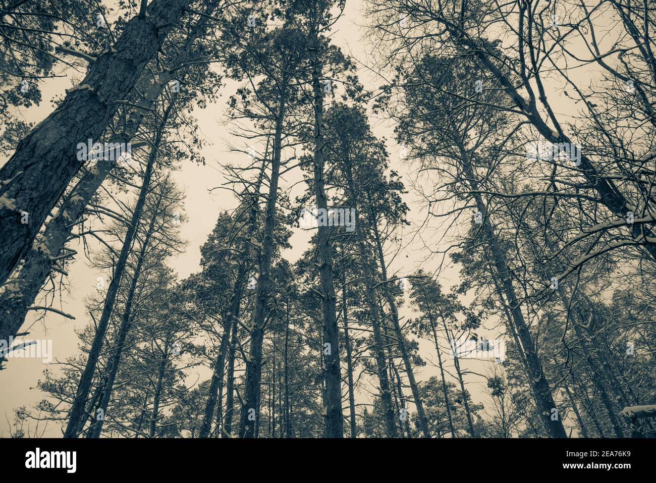 red pine stand during a heavy snow Stock Photo - Alamy
