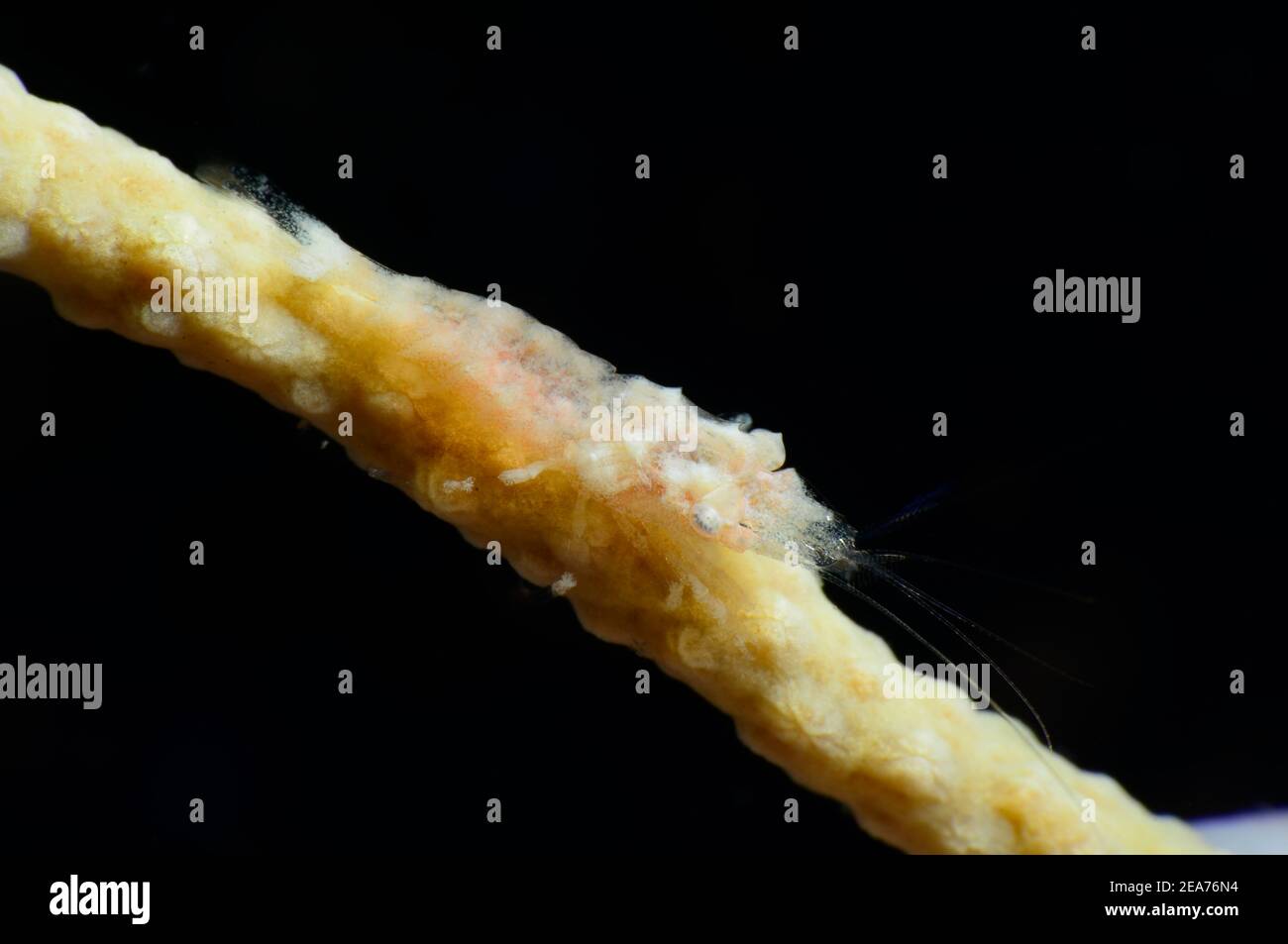 Balssia gasti hi-res stock photography and images - Alamy