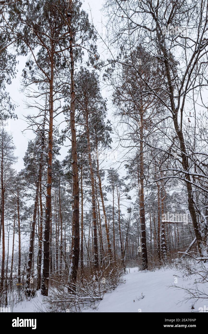 Pines in the snow hi-res stock photography and images - Alamy