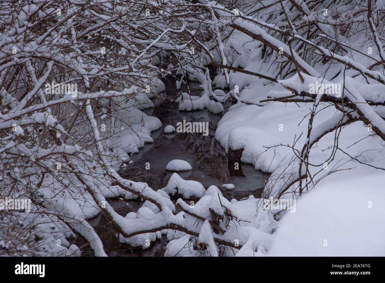 quiet strickle of water emerges from the thicket Stock Photo - Alamy