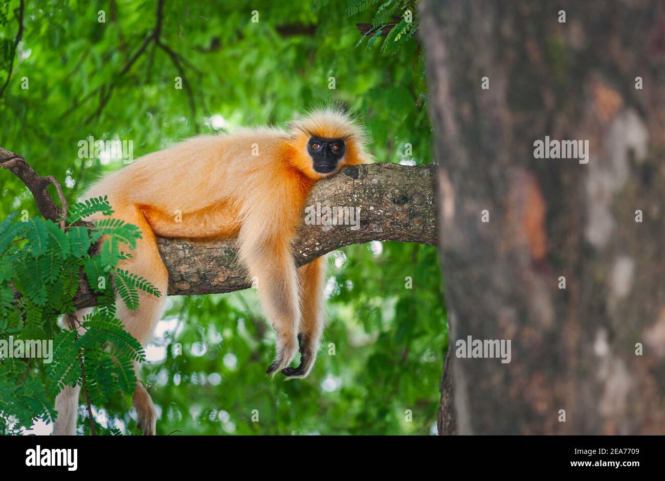 Golden langur monkey assam hi-res stock photography and images - Alamy
