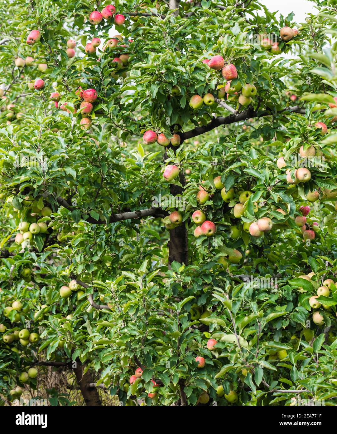 Low angle of a tree with red apples ripening on a sunny day in spring ...