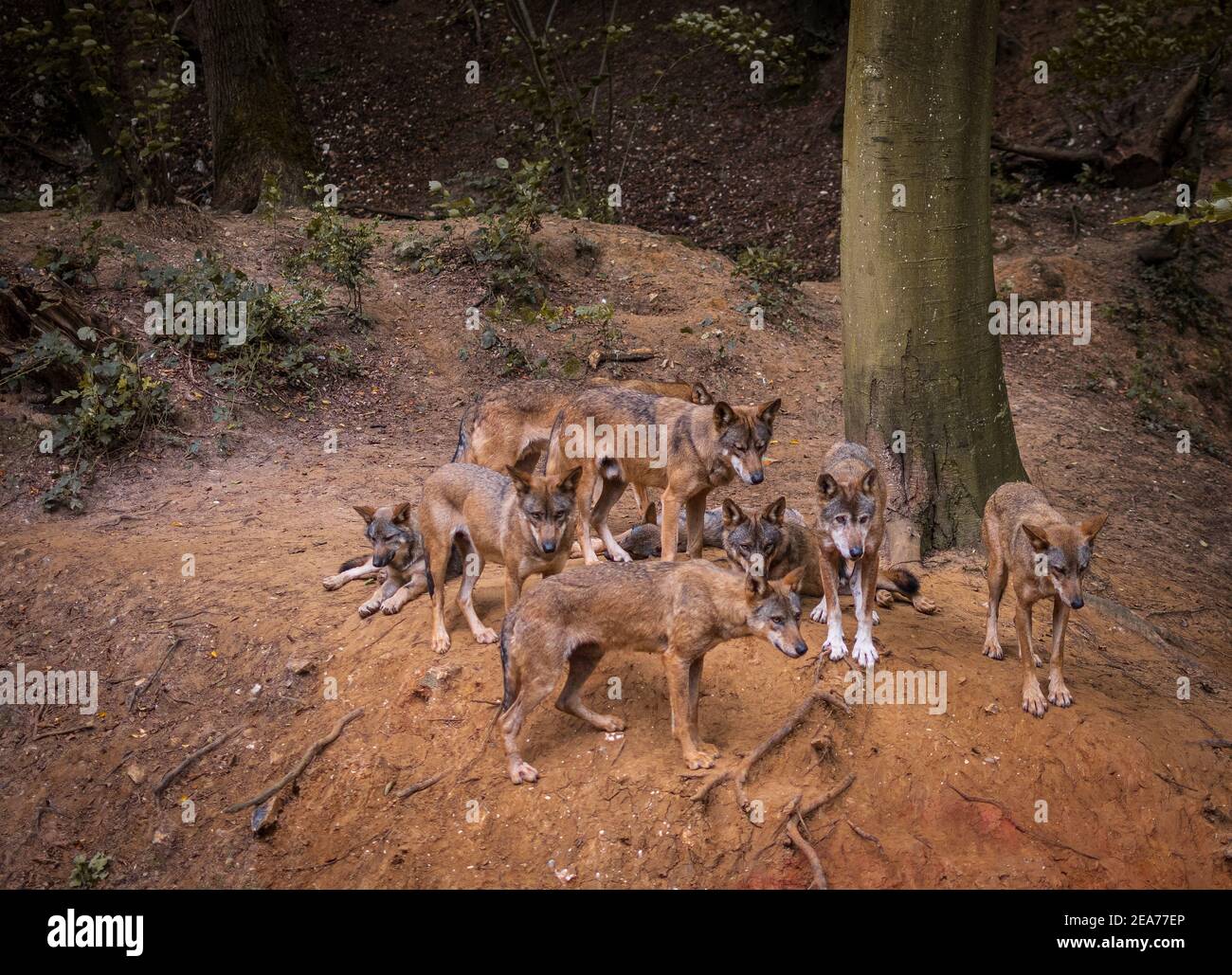 Wolves relaxing hi-res stock photography and images - Alamy
