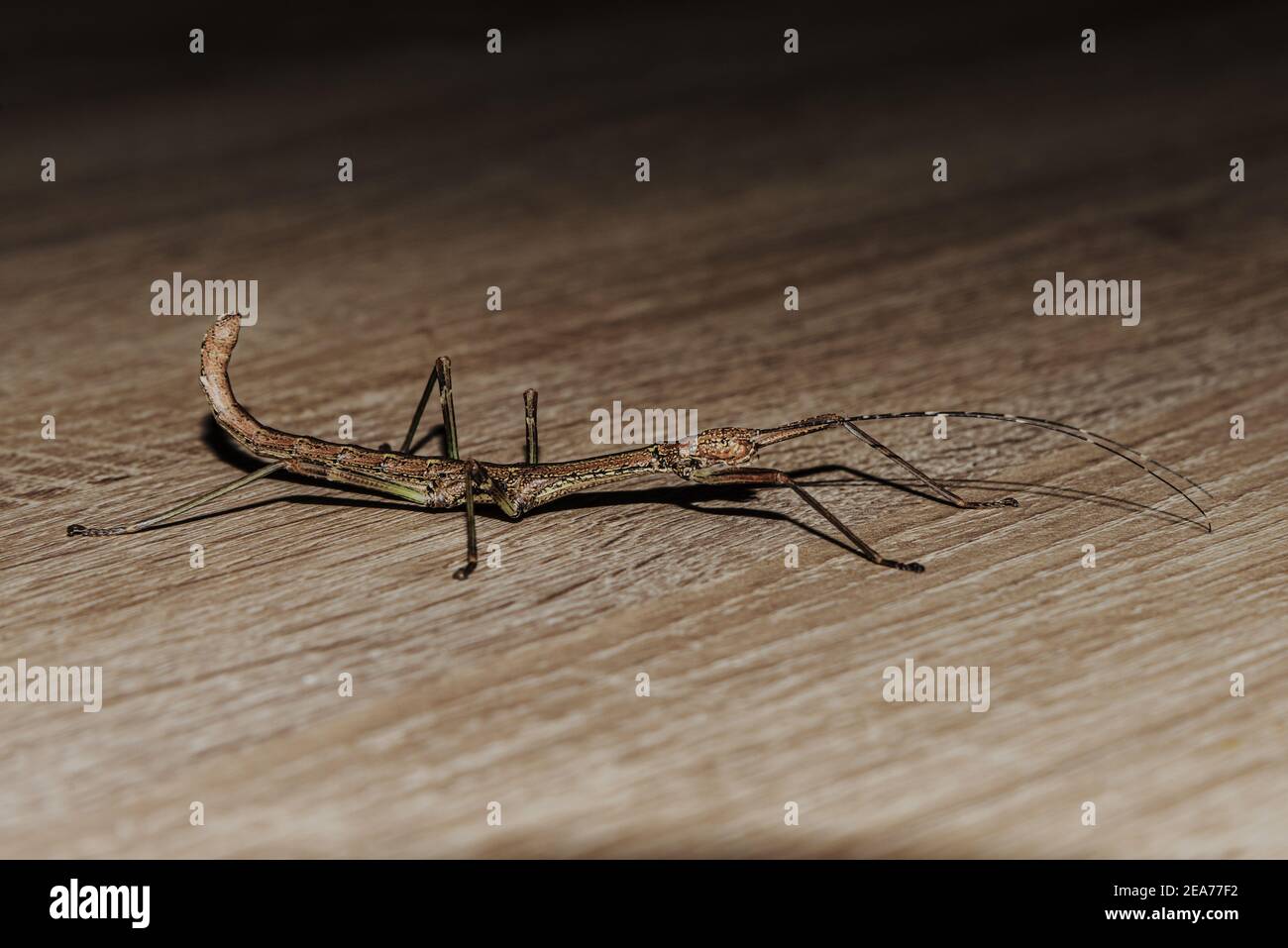 Closeup of a newly discovered phasmid insect named Nui Chua on a wooden ...