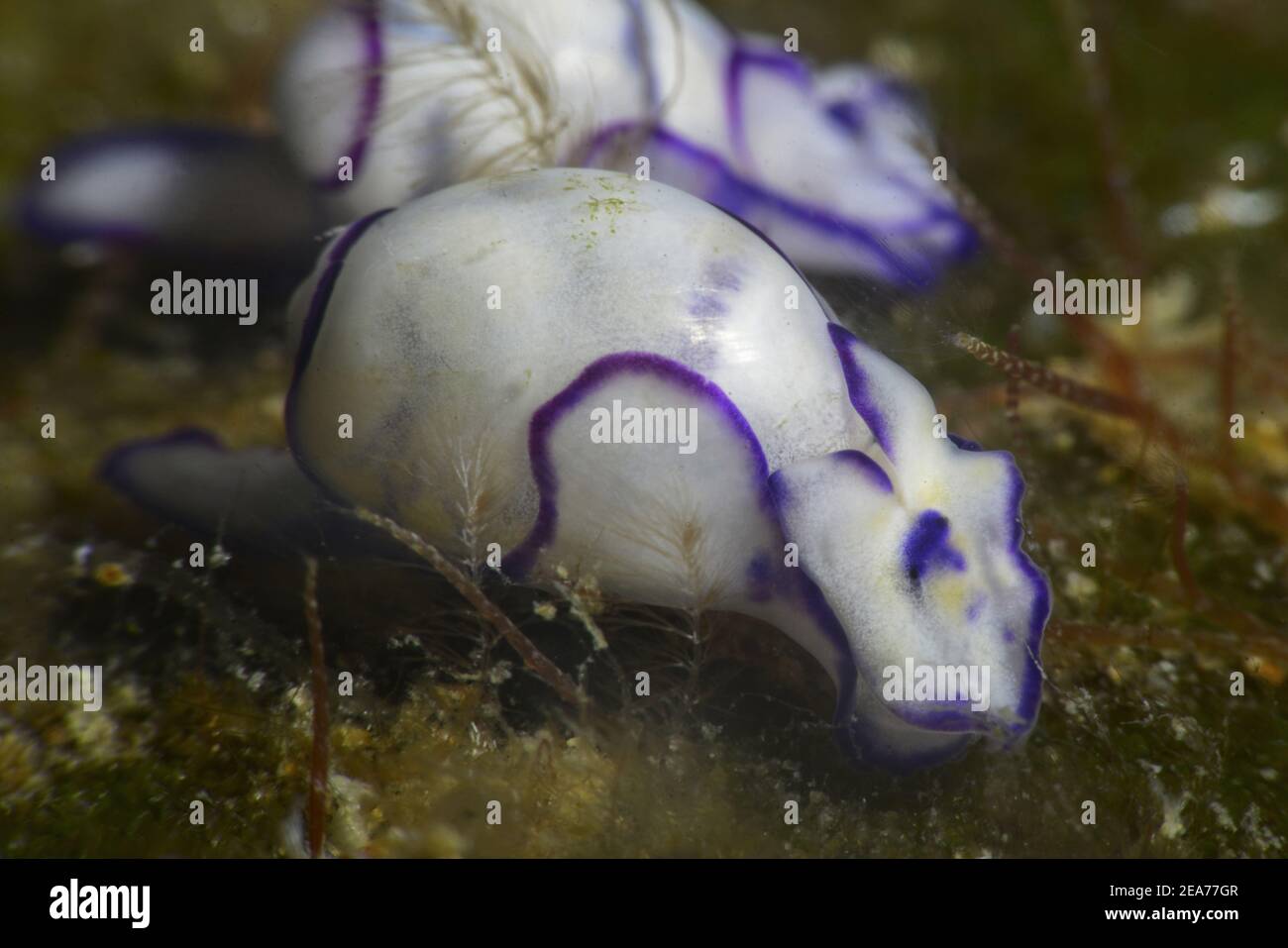 Mediterranean sea snails hi-res stock photography and images - Alamy