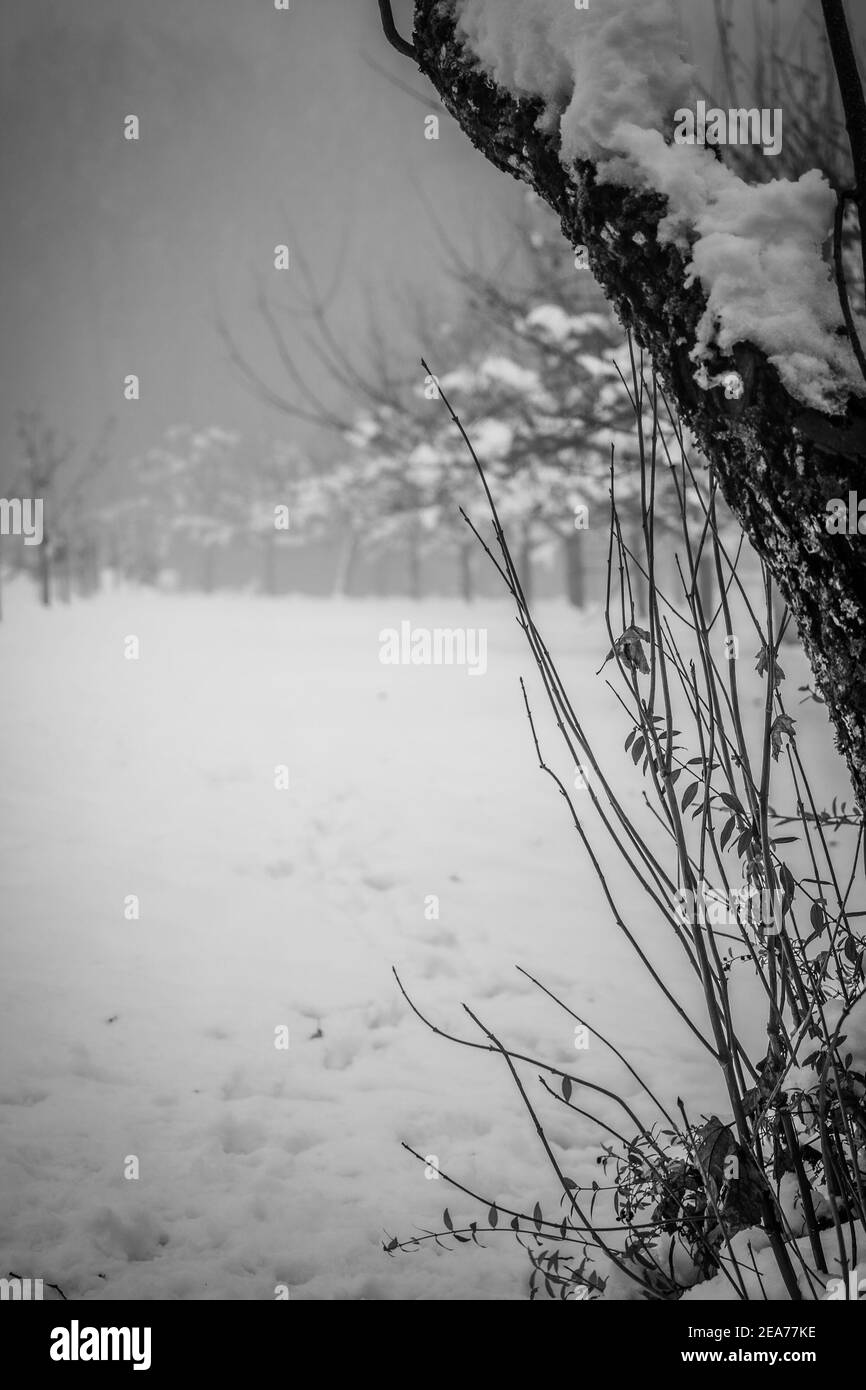 Grayscale shot of tree branches against a snowy filed at the Black ...
